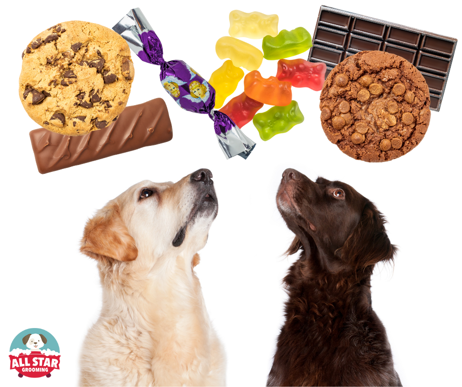 Sweets Your Dog Should Always Avoid | All Star Grooming