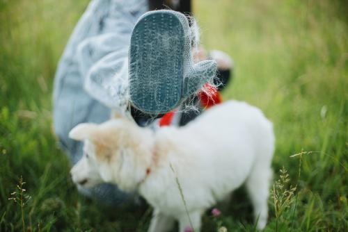 Why It’s Important to De-shed Your Dog | All Star Grooming