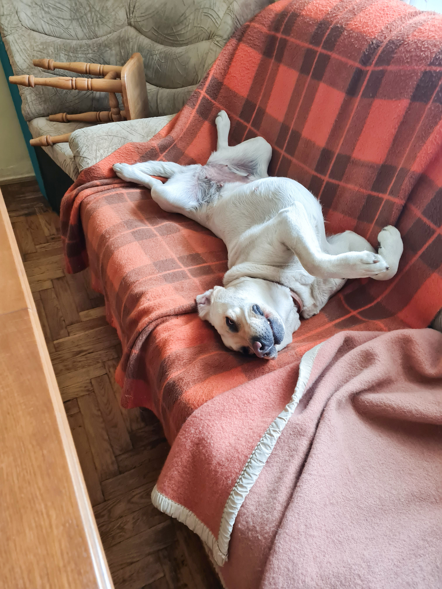 Reasons Your Dog May Smell Bad and How You Can Help | All Star Grooming