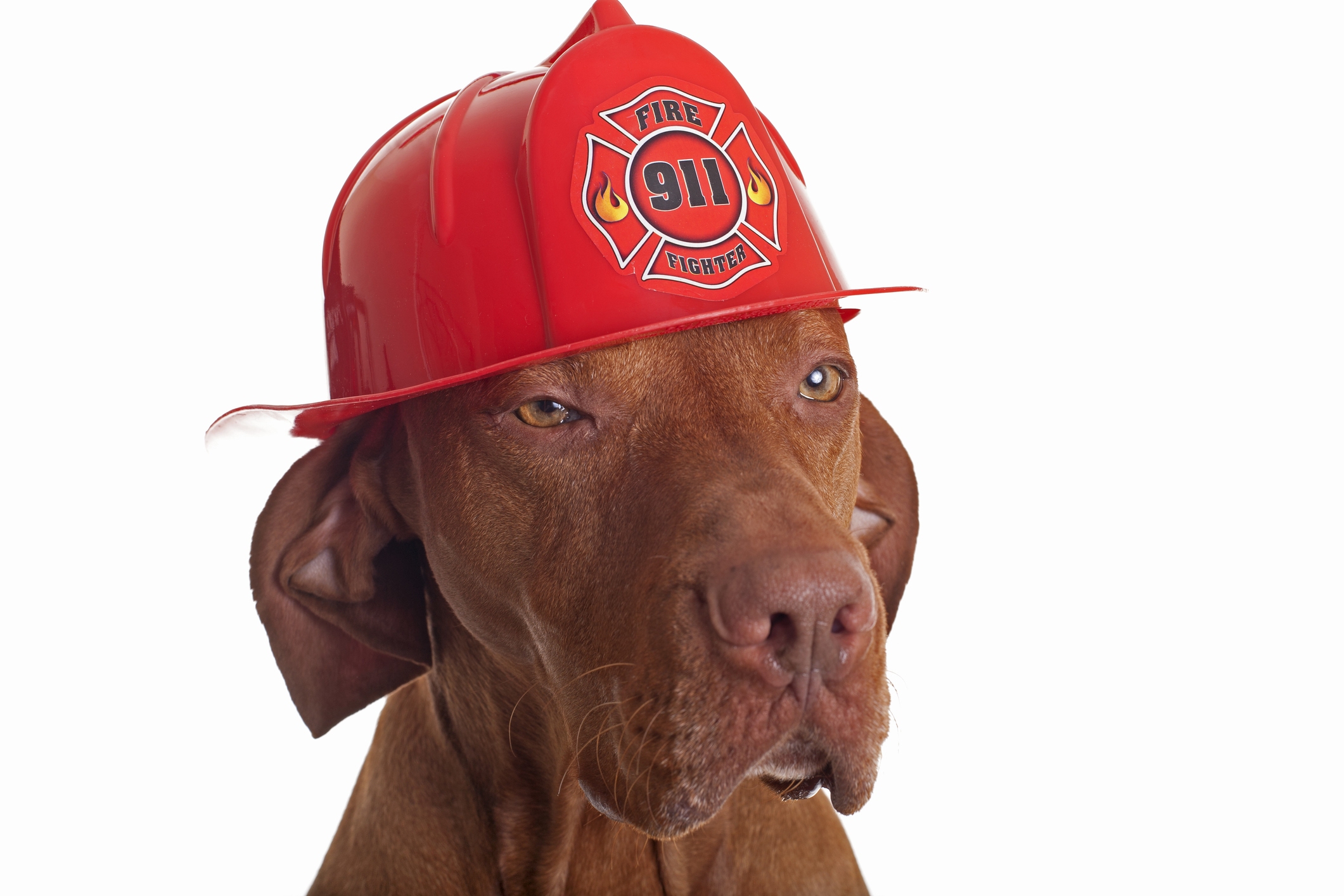 How to Keep Your Pets Fire Safe | All Star Grooming