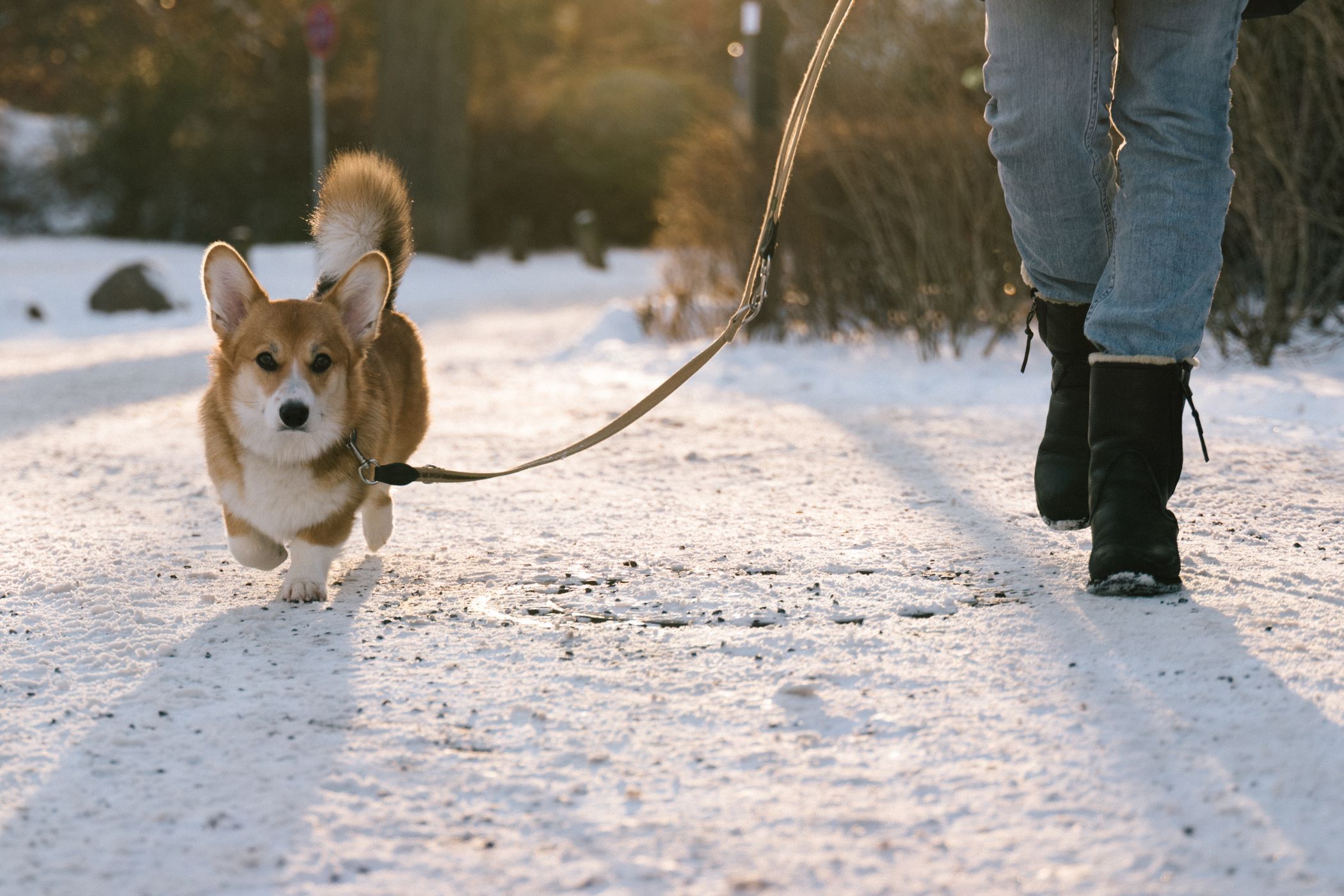 The Benefits of Winter Dog Walks | All Star Grooming WY