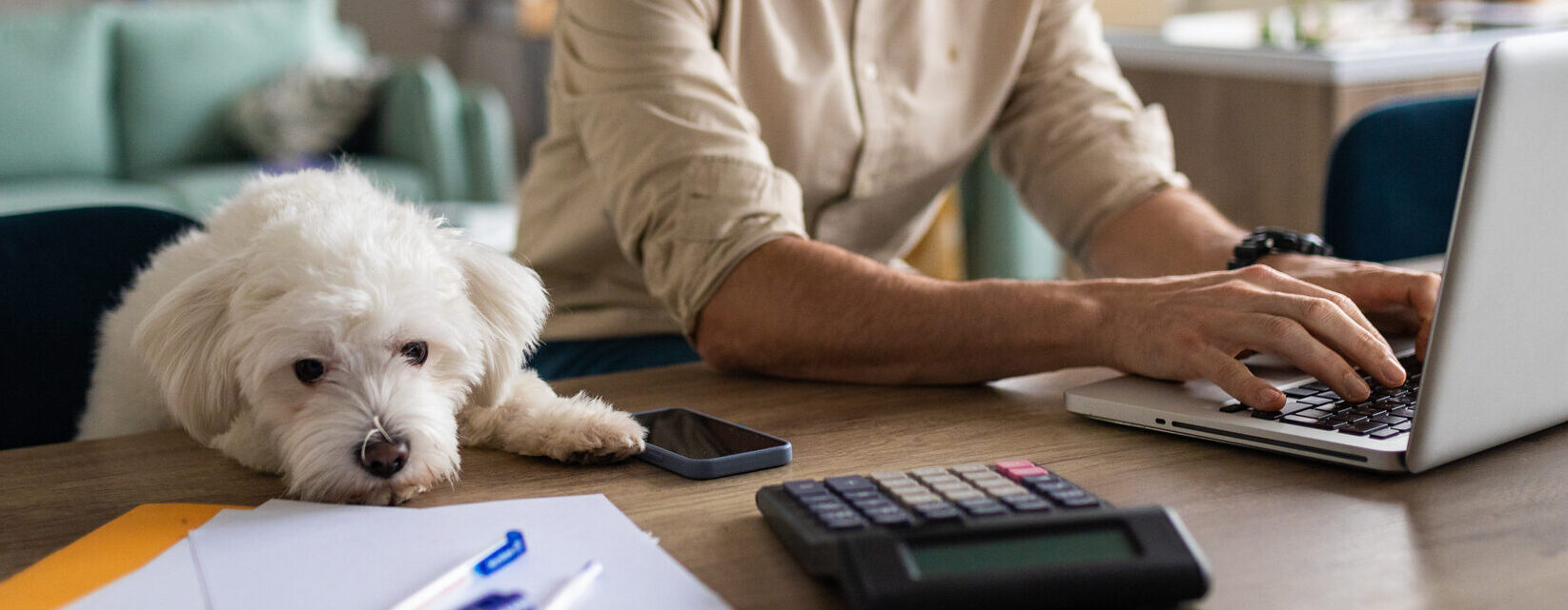 The Benefits of Take Your Dog To Work Day | All Star Grooming