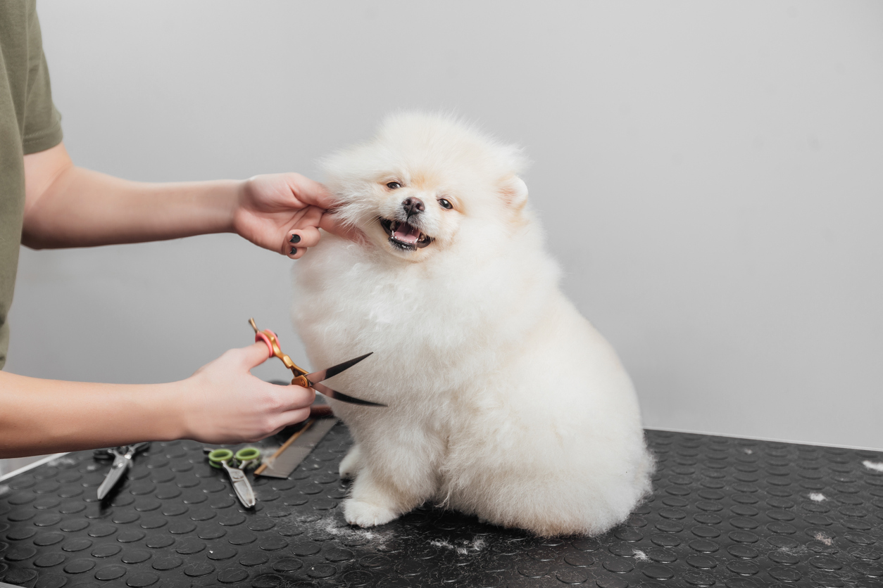 New Year, New Look: Why Grooming is Perfect for Your Pet | All Star ...