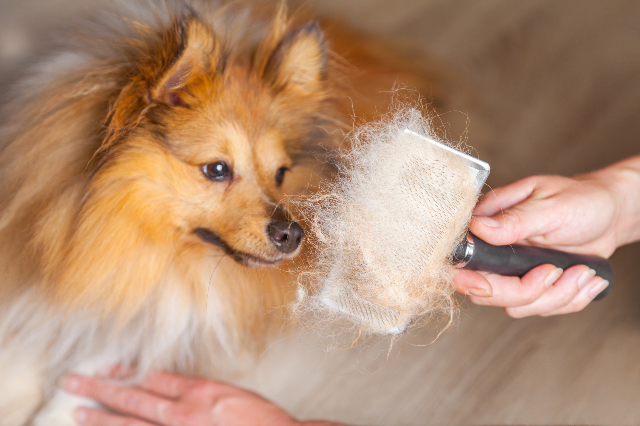 5 Ways to Prevent Matted Fur This Winter | All Star Grooming