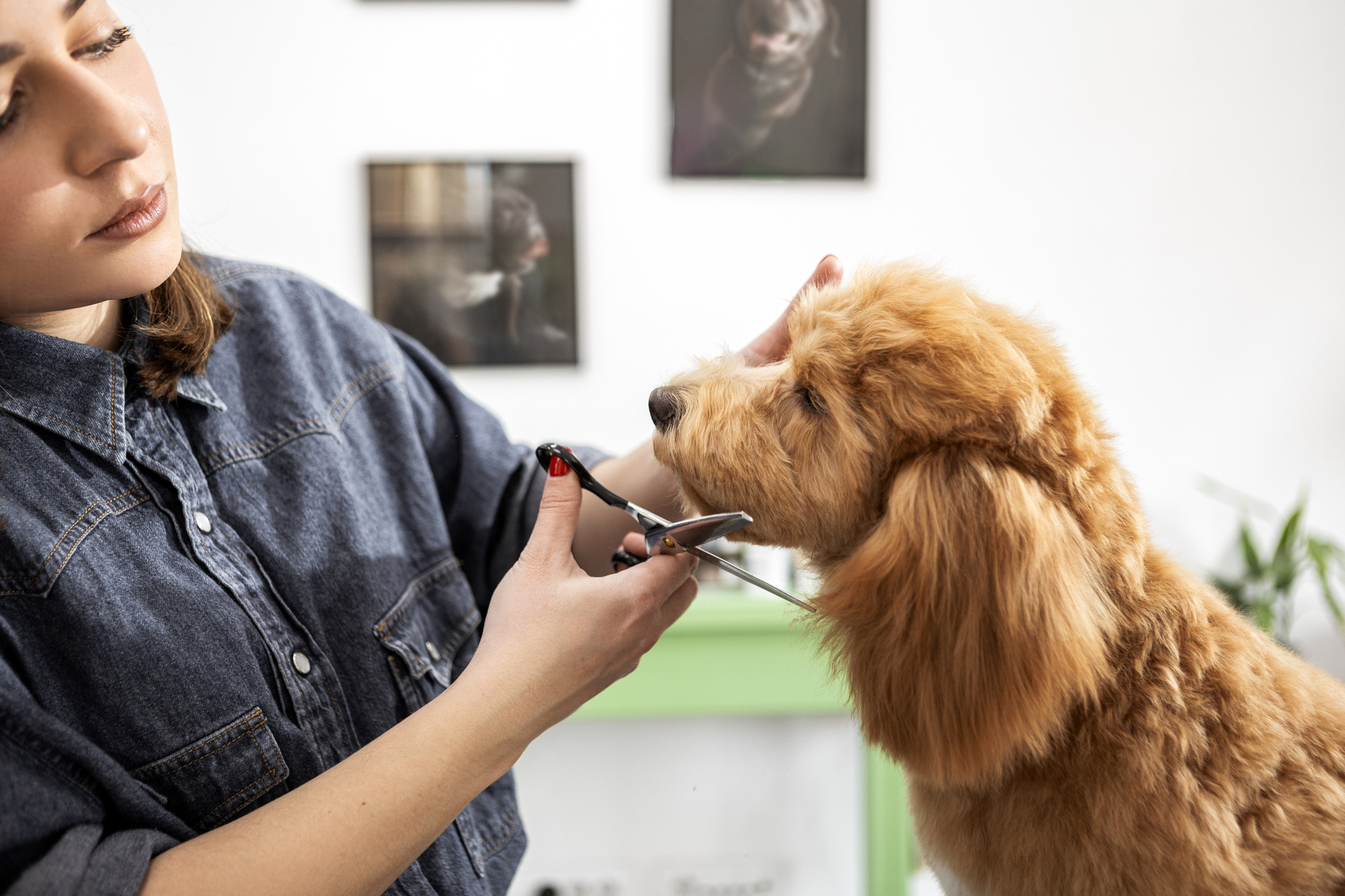 Grooming Myths Debunked: What Every Pet Owner Should Know | All Star ...