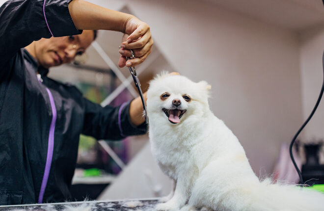 Stress-Free Grooming: How to Keep Your Pets Calm and Happy | All Star ...