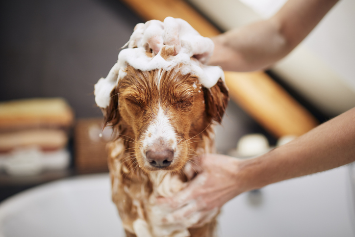 DIY Grooming vs. Professional Services: What’s Best for Your Pet? | All ...